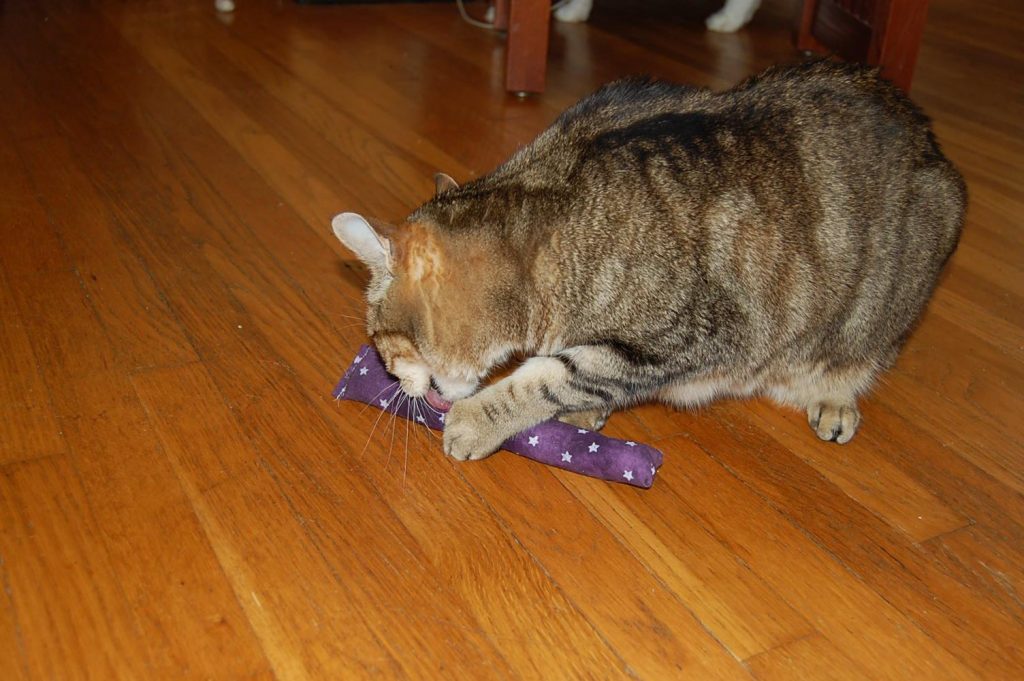 Kitty Kickers Available! – Cassie's Cats