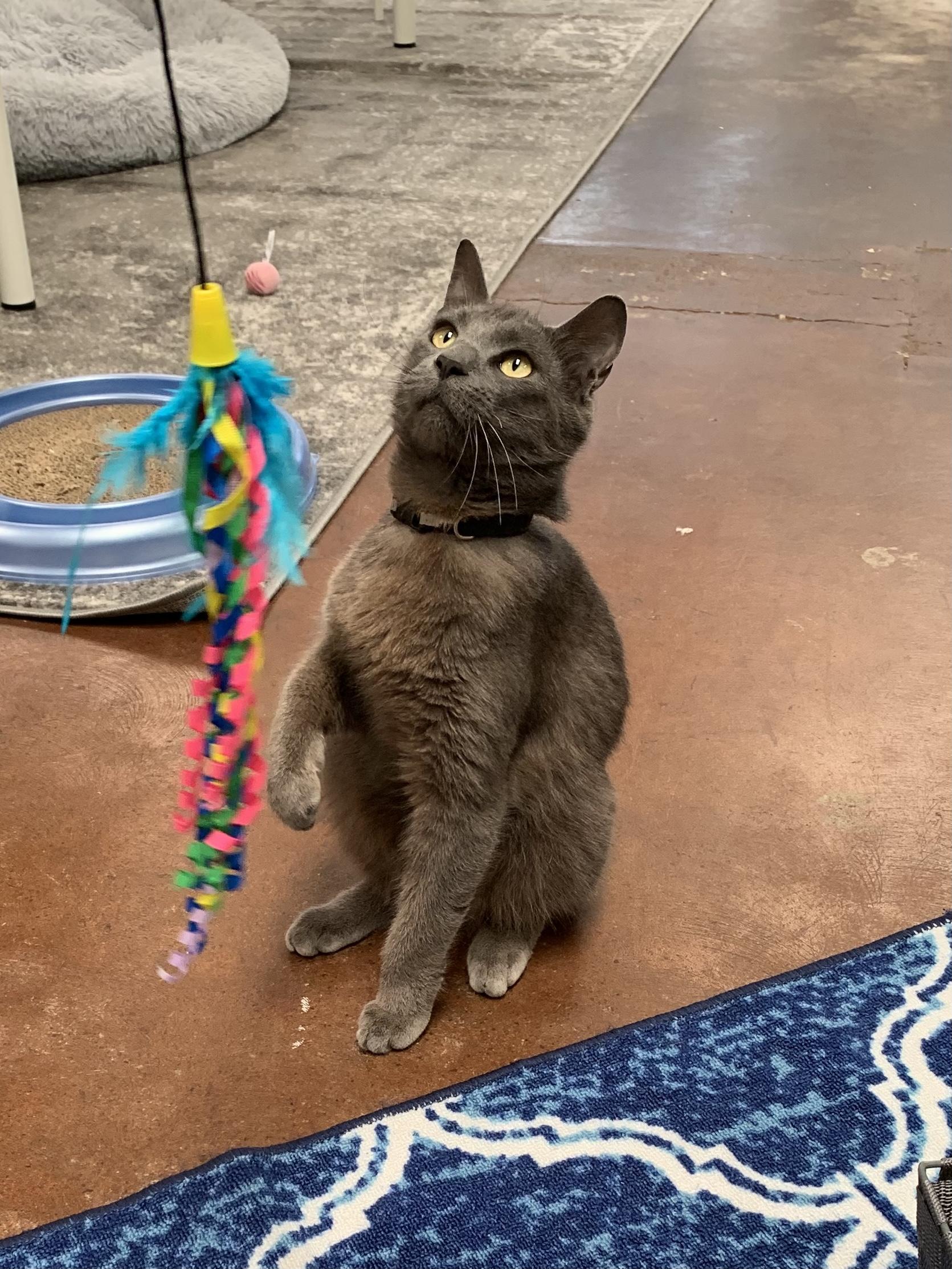 August Update – Cassie's Cats