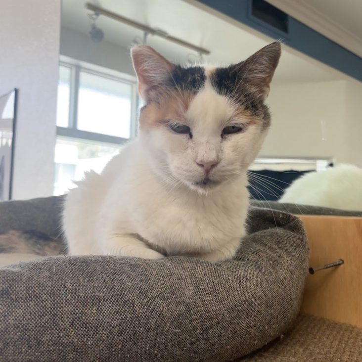 Cassie's Cats – Cat Lounge & Adoption Center in Ventura, CA