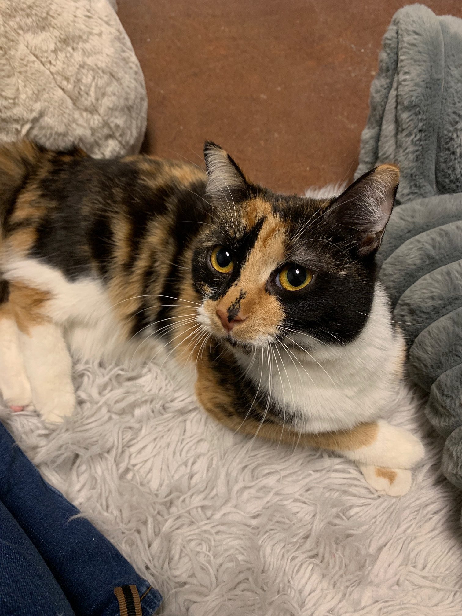 Sponsor a Cat – Cassie's Cats