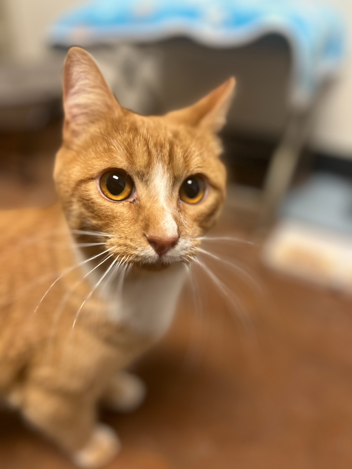 Sponsor a Cat – Cassie's Cats